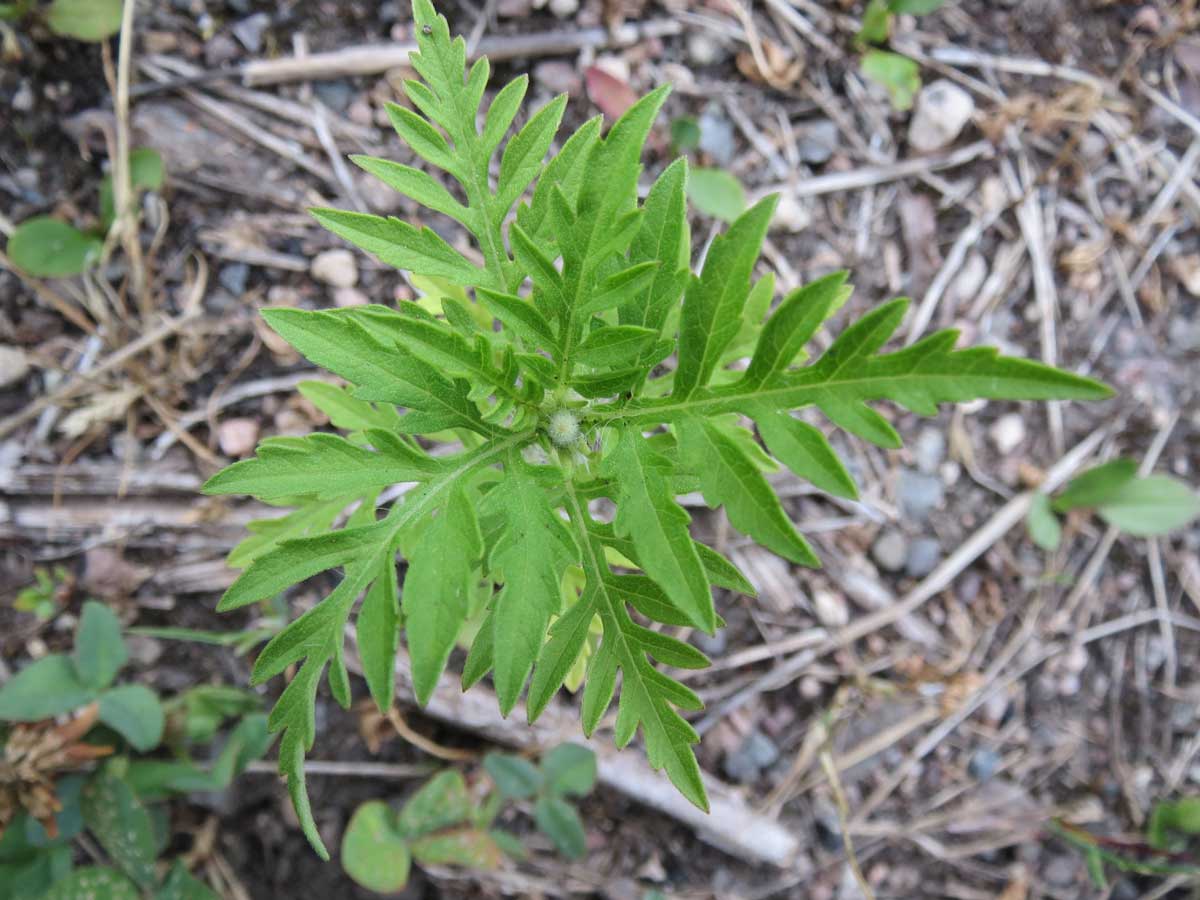 Attention à l'ambroisie, plante allergisante - Cuges-Les-Pins : Cuges ...